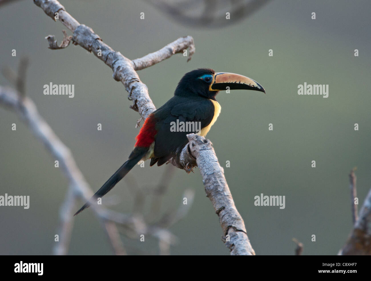 Lettered Aracari