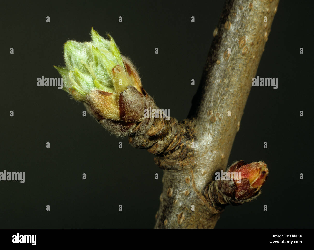 Leaf bud on apple branch beginning to open to reveal spring foliage ...