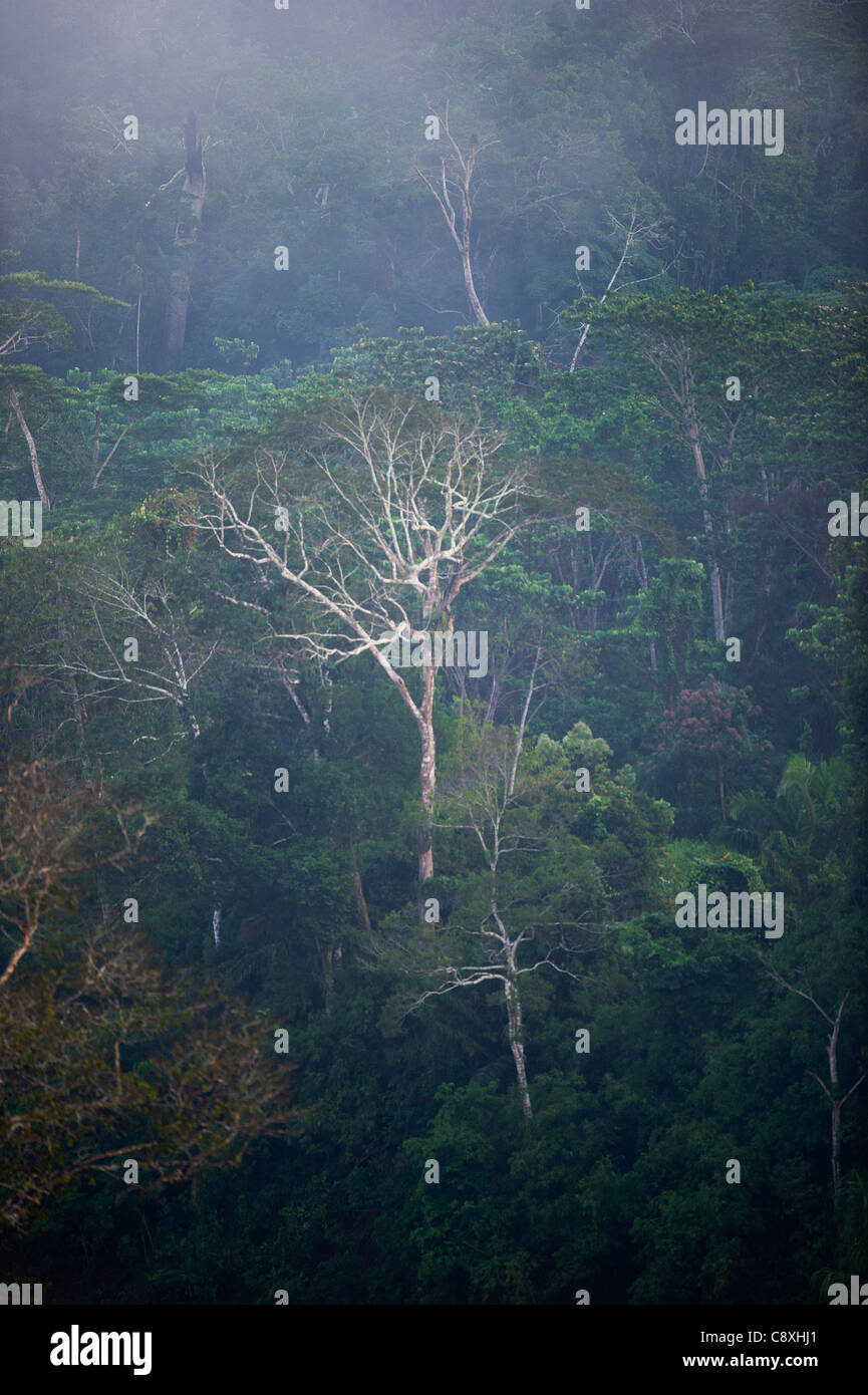 Canopy tree amazon rainforest hi-res stock photography and images - Alamy