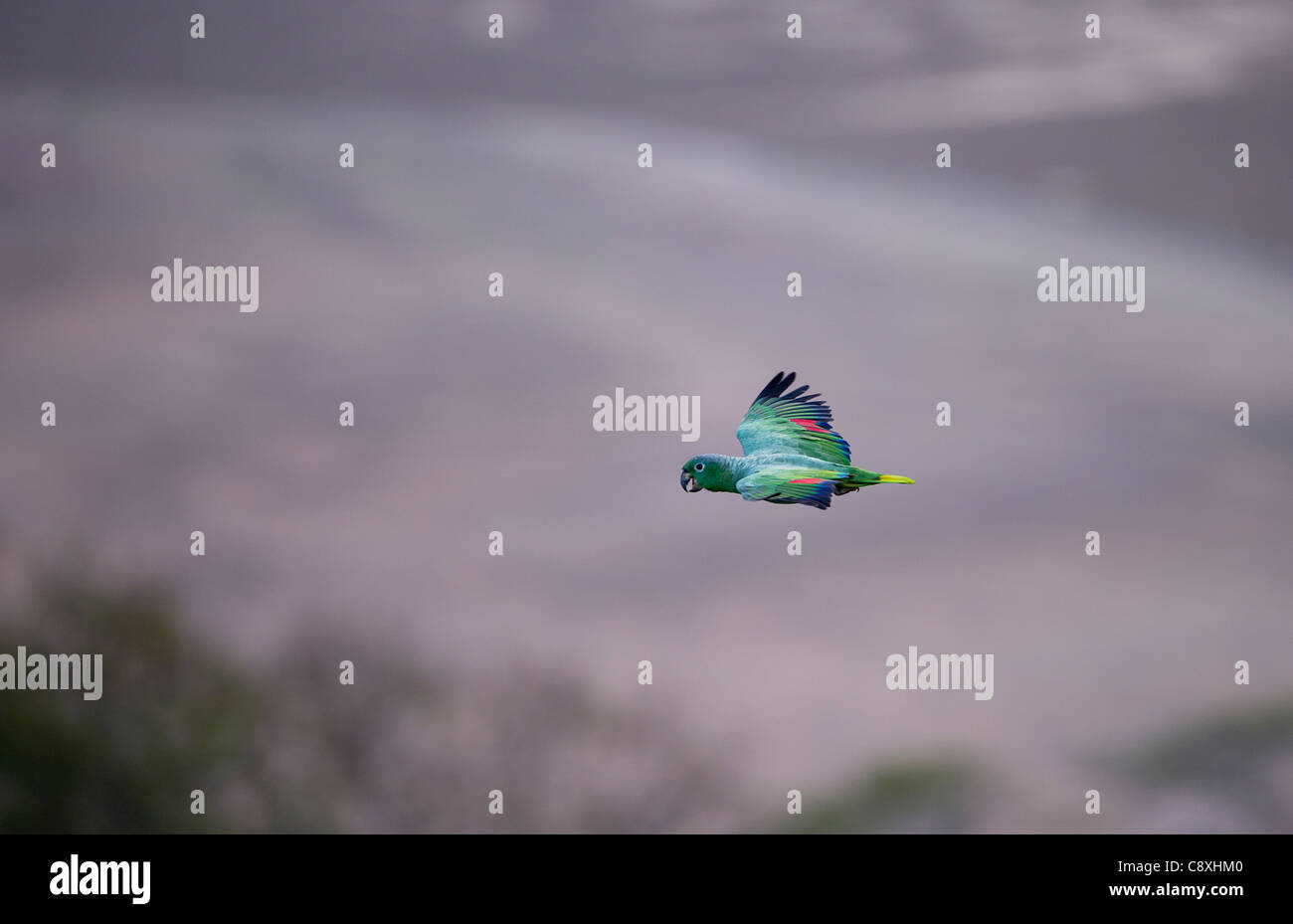 Amazon rainforest bird hi-res stock photography and images - Alamy