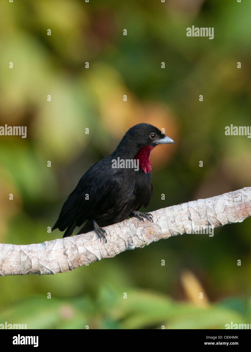 Purple Crow High Resolution Stock Photography and Images - Alamy