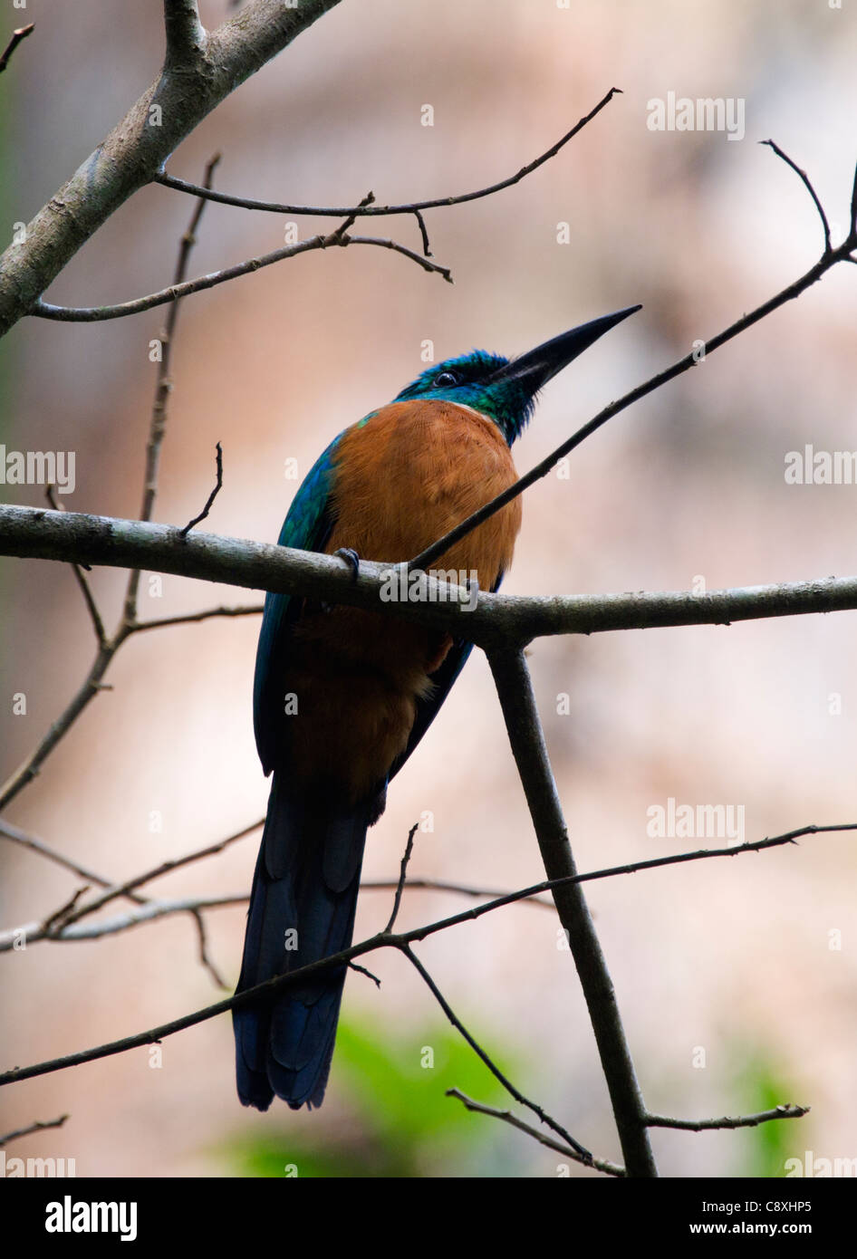 Great Jacamar Jacamerops aureus Amazon Peru Stock Photo - Alamy