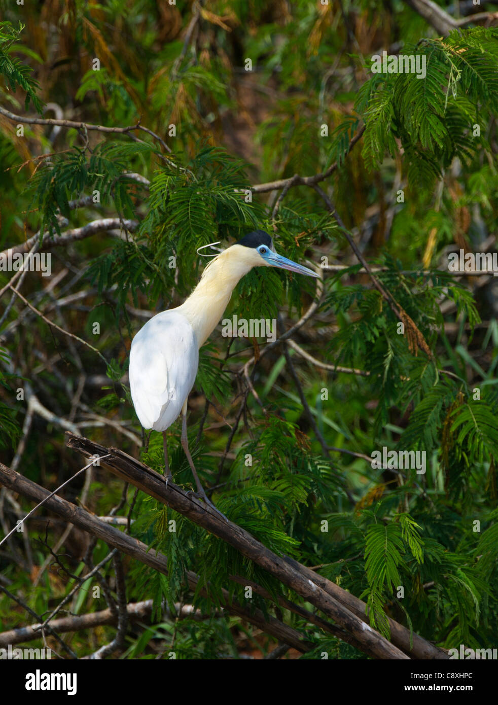 Capped Heron Pilherodius pileatus Tambopata Peruvian Amazon Stock Photo ...