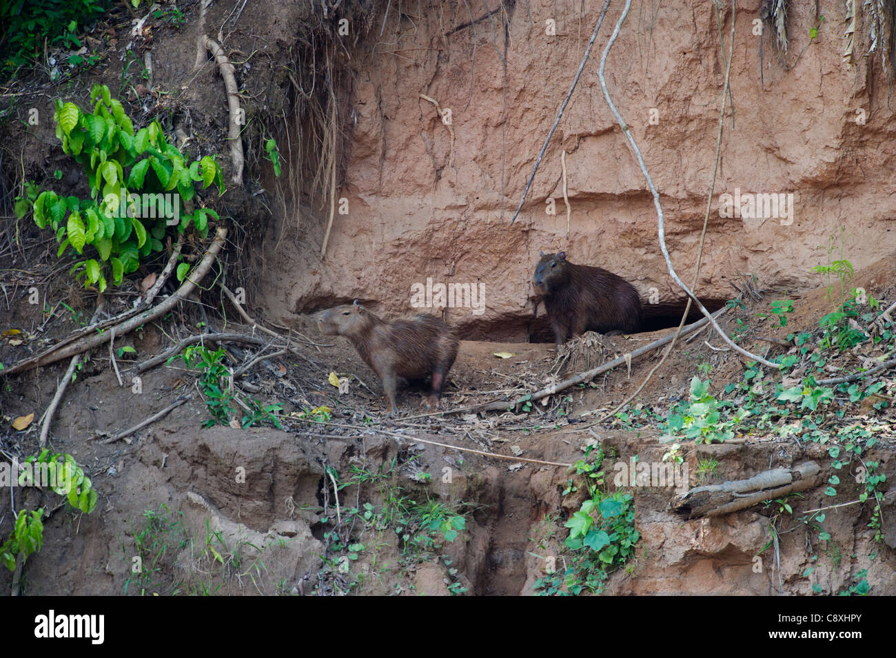 Capybara amazon peru hi-res stock photography and images - Alamy
