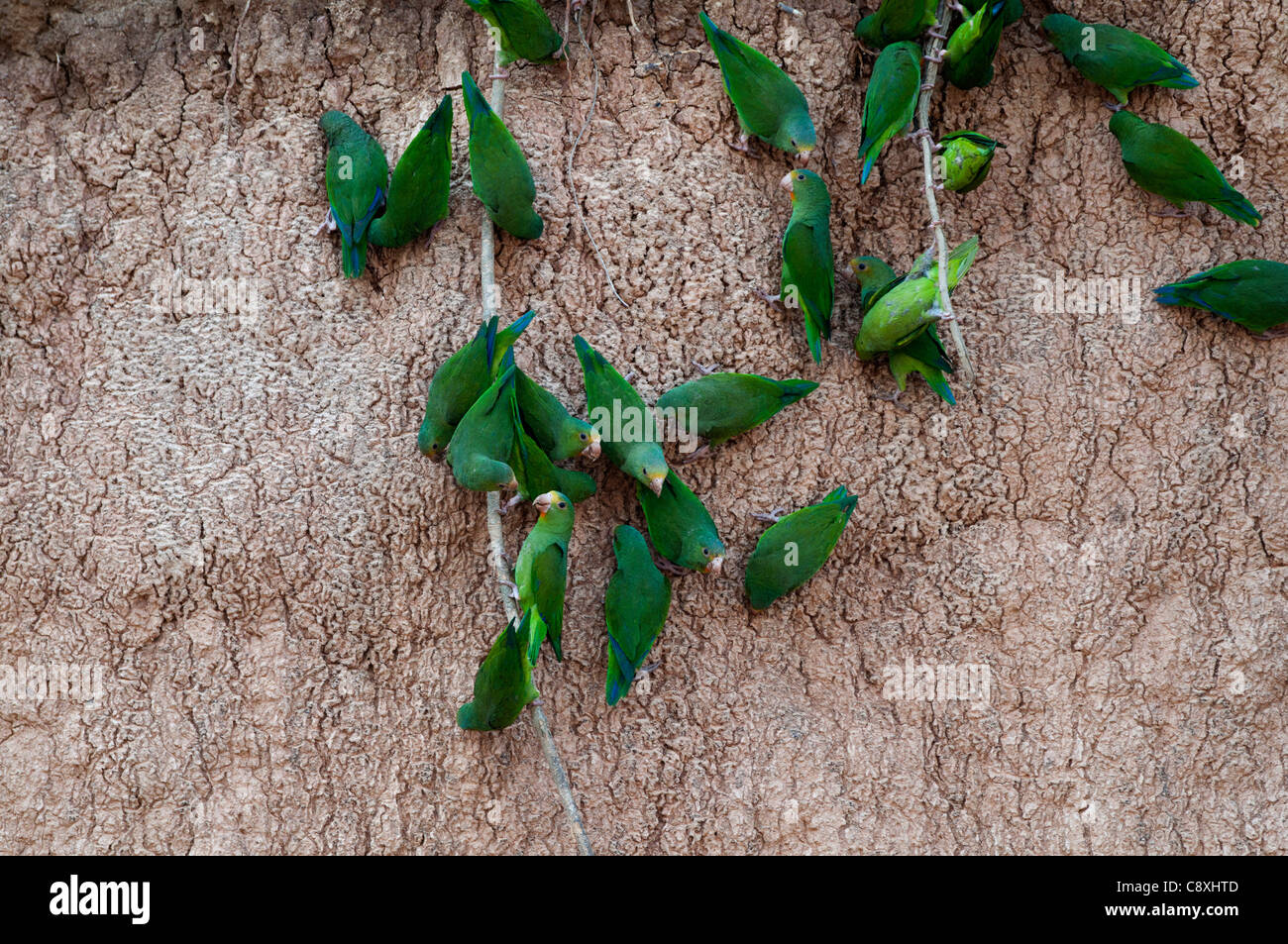Cobalt-winged Parakeets Brotogeris cyanoptera at clay lick on Tambopata ...
