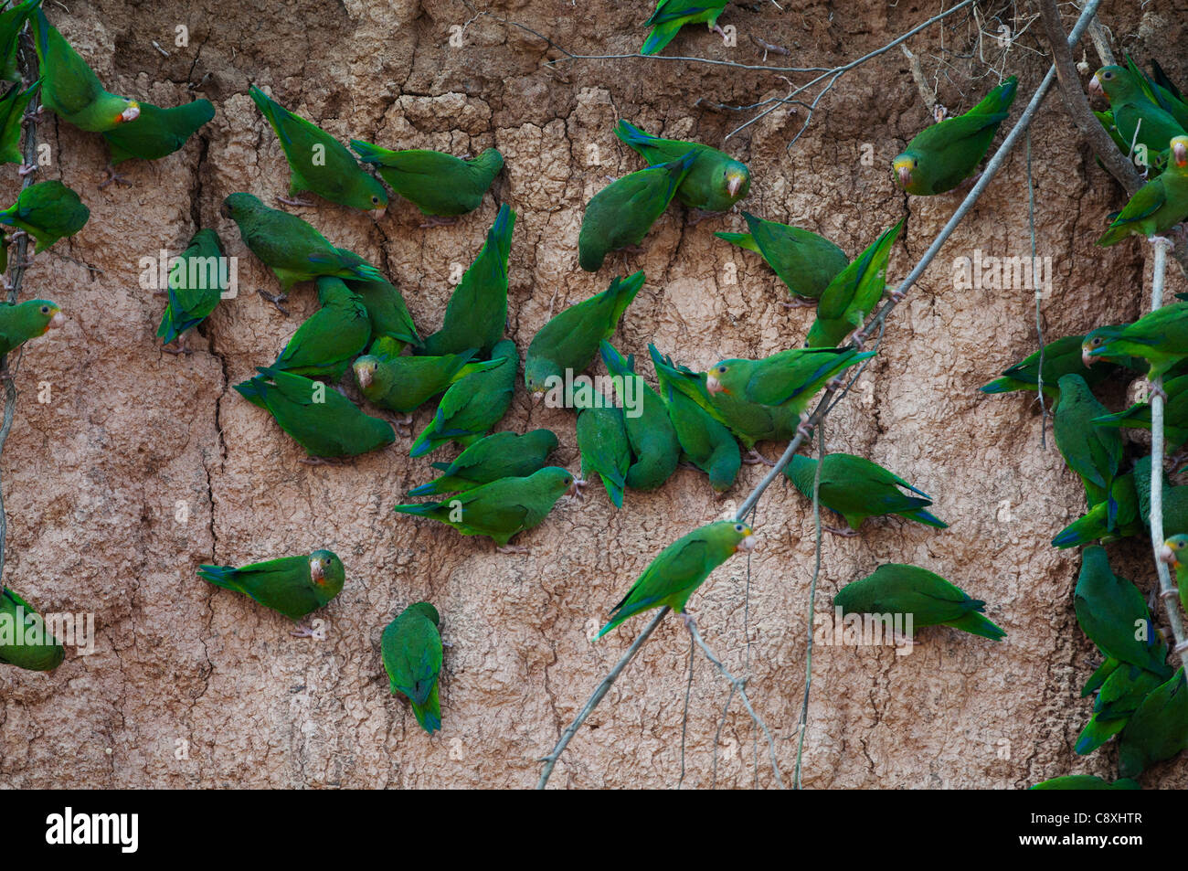 Parrot cobalt winged parakeet parakeets tambopata clay lick peru amazon ...
