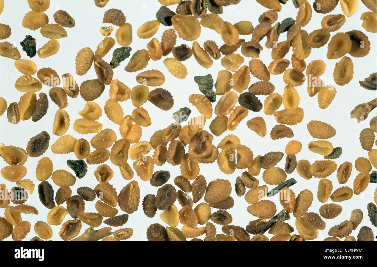 Veronica persica hi-res stock photography and images - Alamy