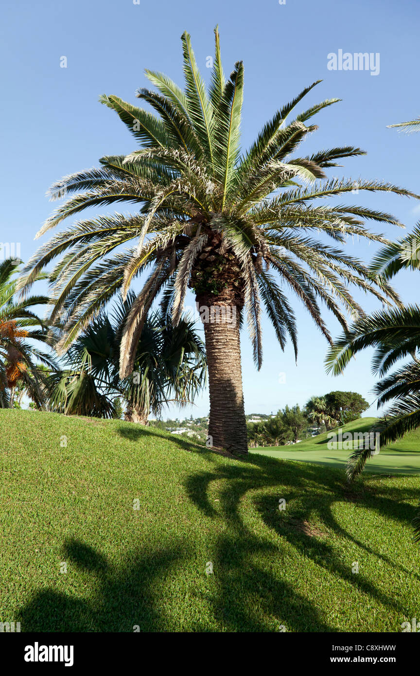 Beautiful Palm trees on the edge of the Belmont Hills Golf Course ...