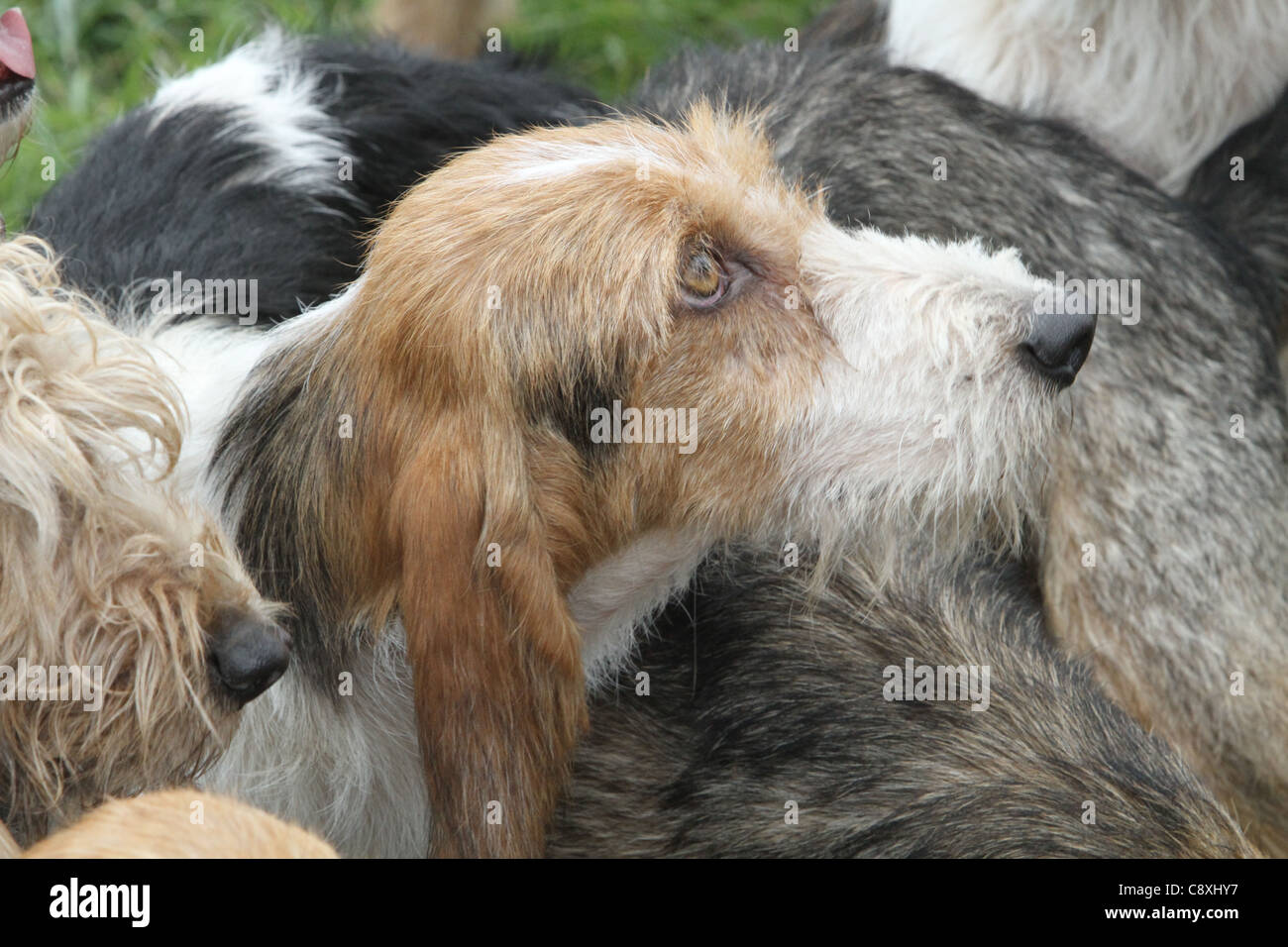 Rabbit hound hi-res stock photography and images - Alamy