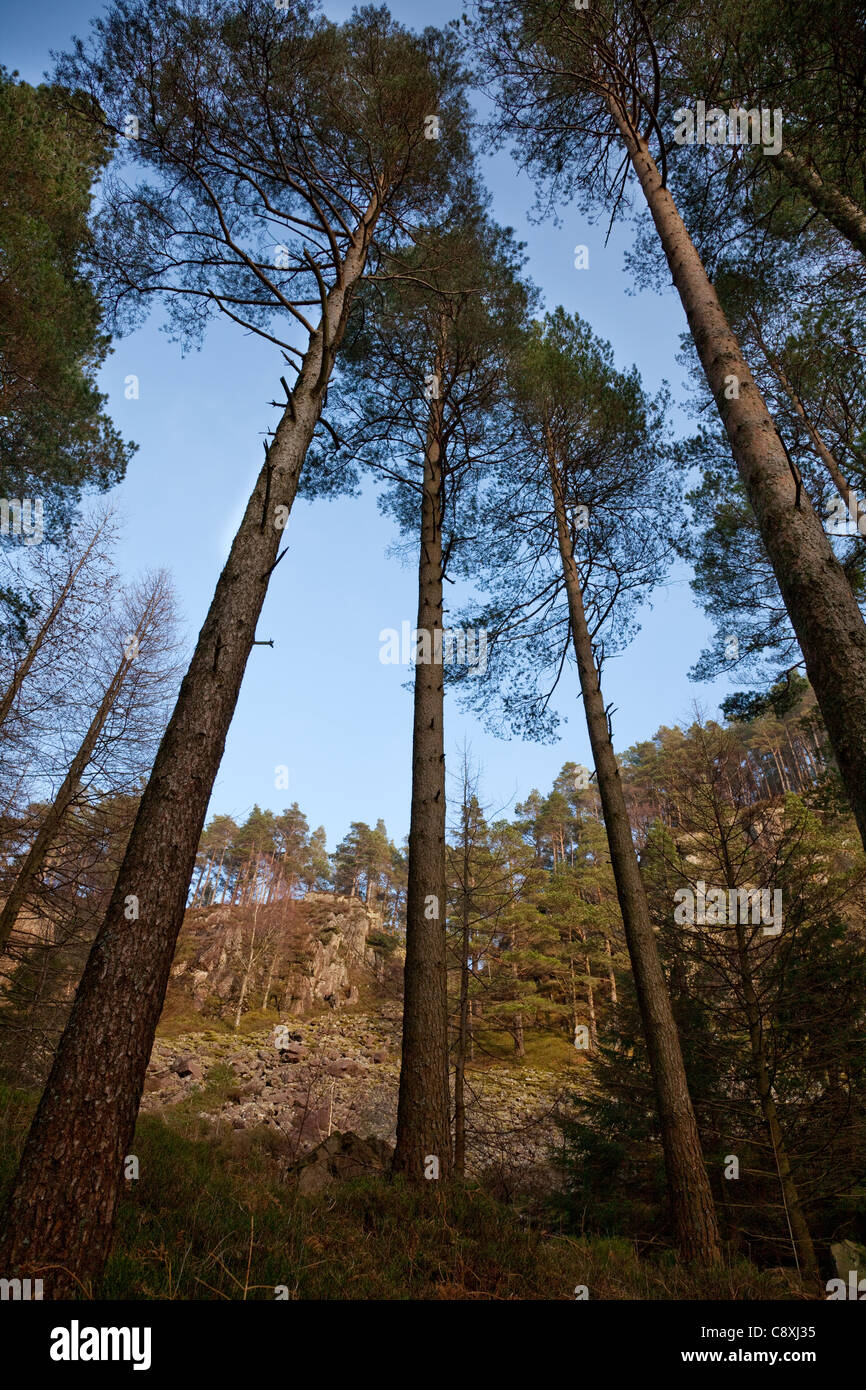 Pine trees by the lake hi-res stock photography and images - Alamy