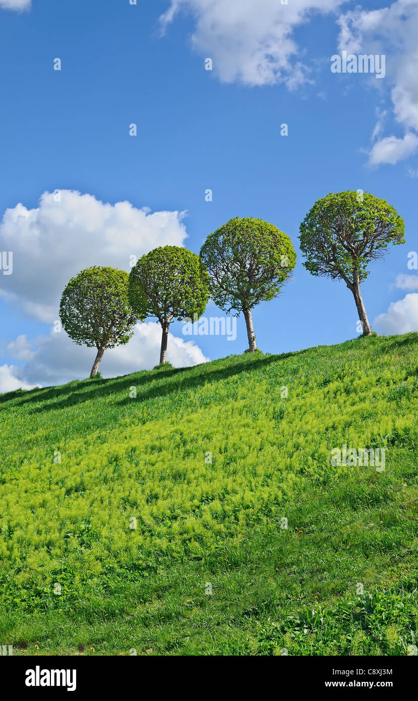 Four trees on the hill Stock Photo - Alamy
