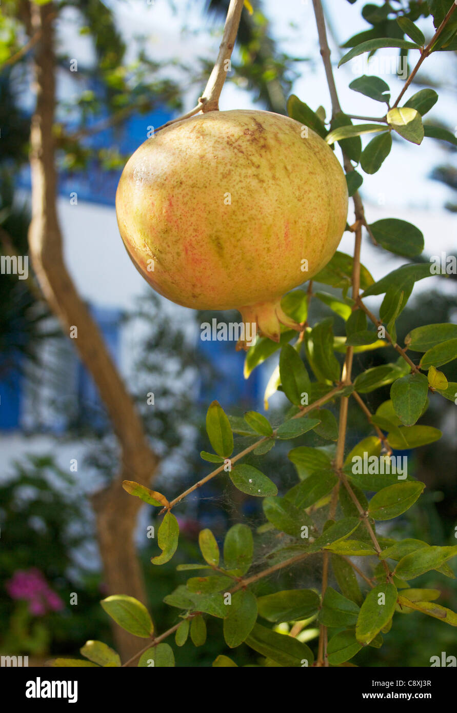 Pomegranate growing on the Greek island of Mykonos Stock Photo - Alamy