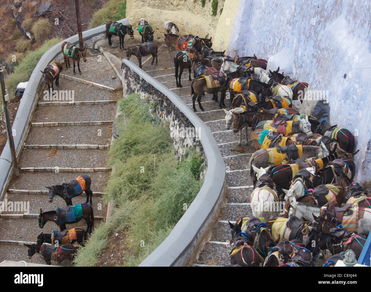 Donkeys herded on a steep path for tourist rides, on Santorini Island ...