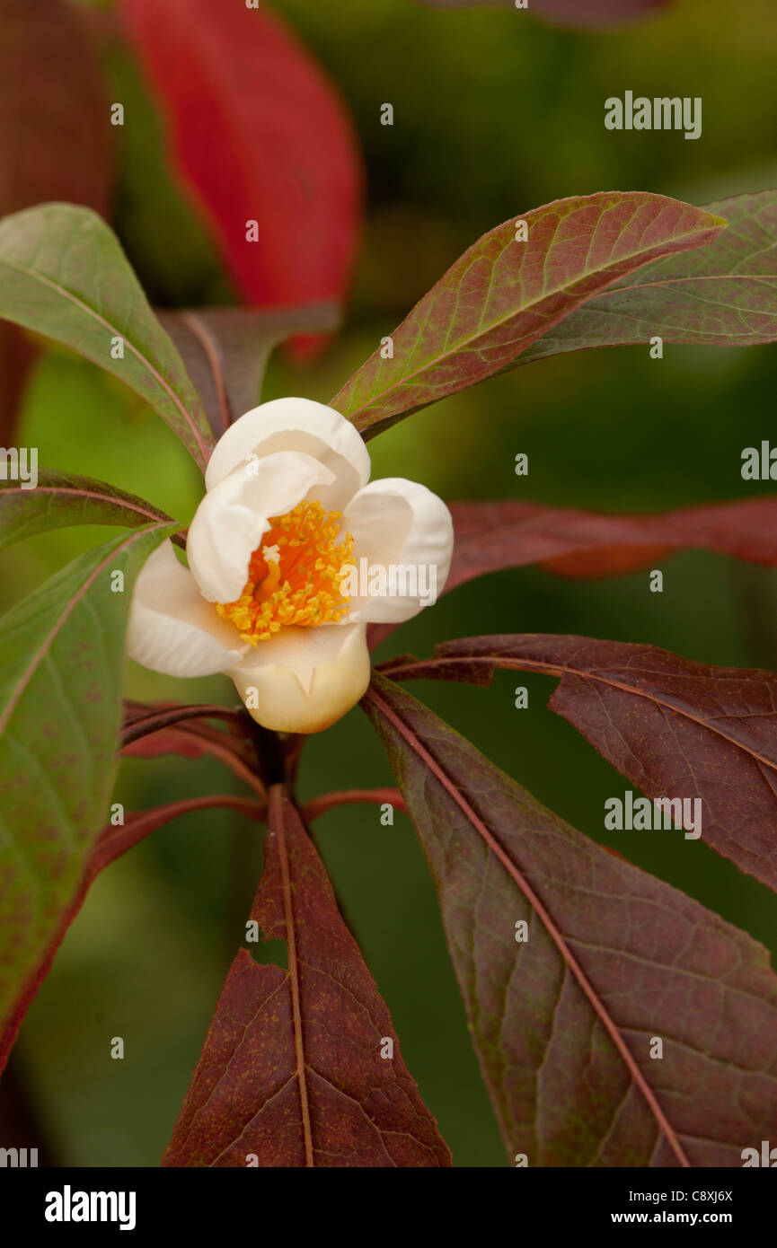 Franklin tree franklinia alatamaha hi-res stock photography and images ...