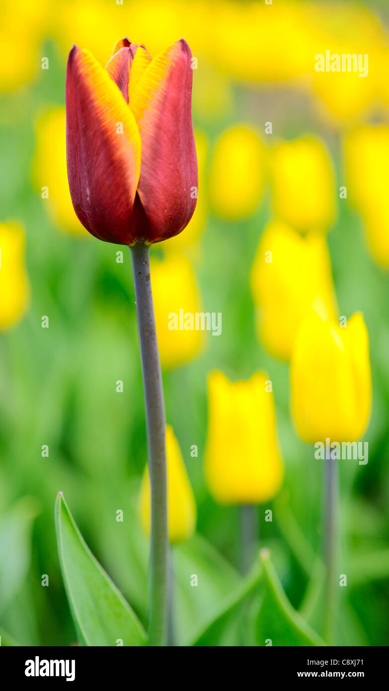 Bright spring flower - red tulip Stock Photo - Alamy