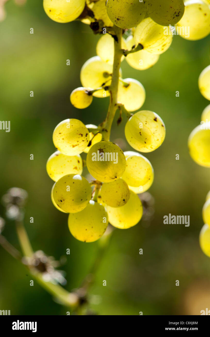 Grapes ripening, during October, on the vine in a Surrey vineyard, UK ...
