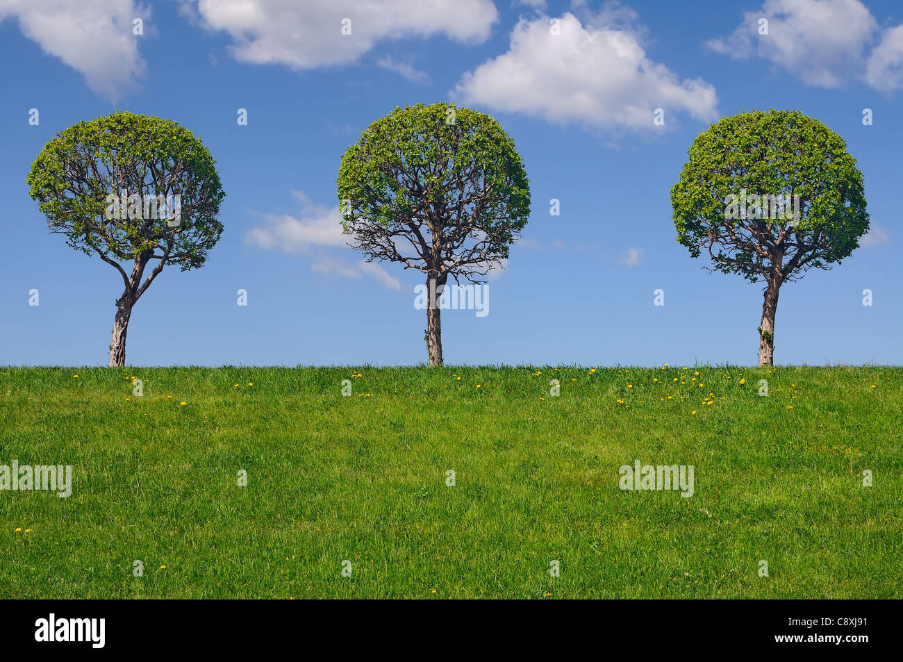 The three trees in summer hi-res stock photography and images - Alamy