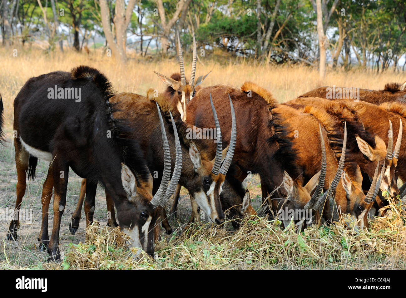 Sable antelopes hi-res stock photography and images - Alamy