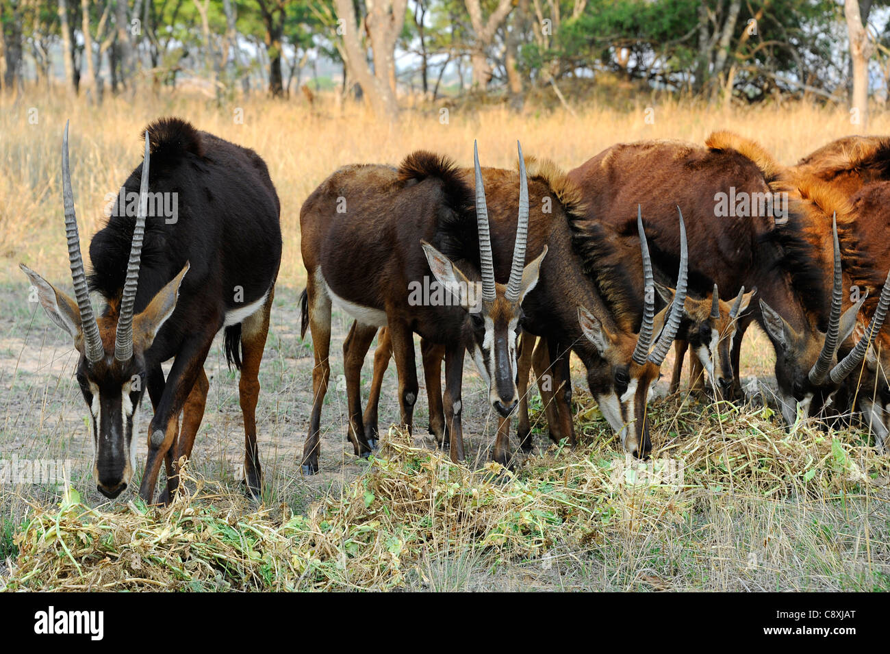 Sable antelopes hi-res stock photography and images - Alamy