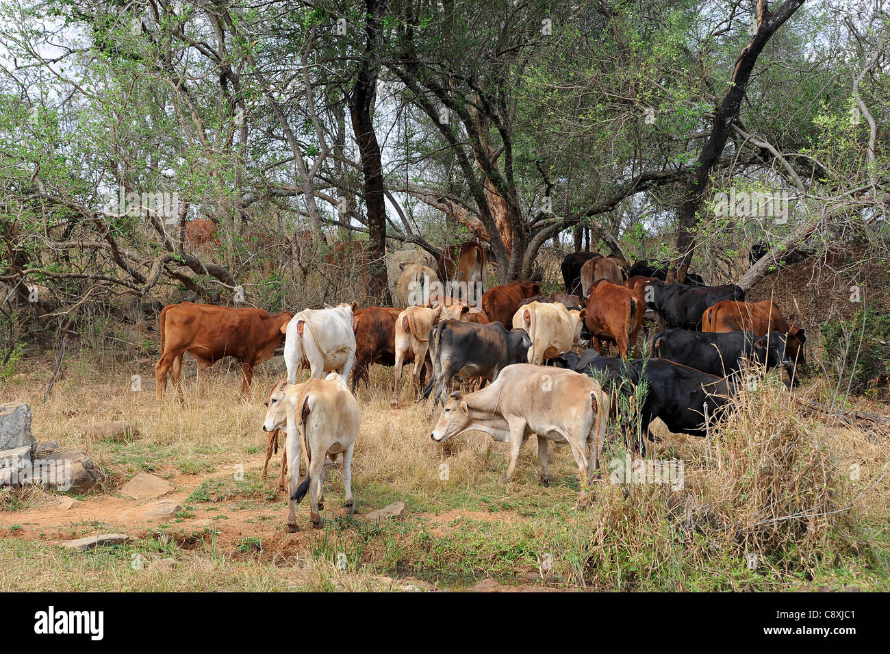 Cattle farming on Zimbabwean safari ranch Stock Photo - Alamy