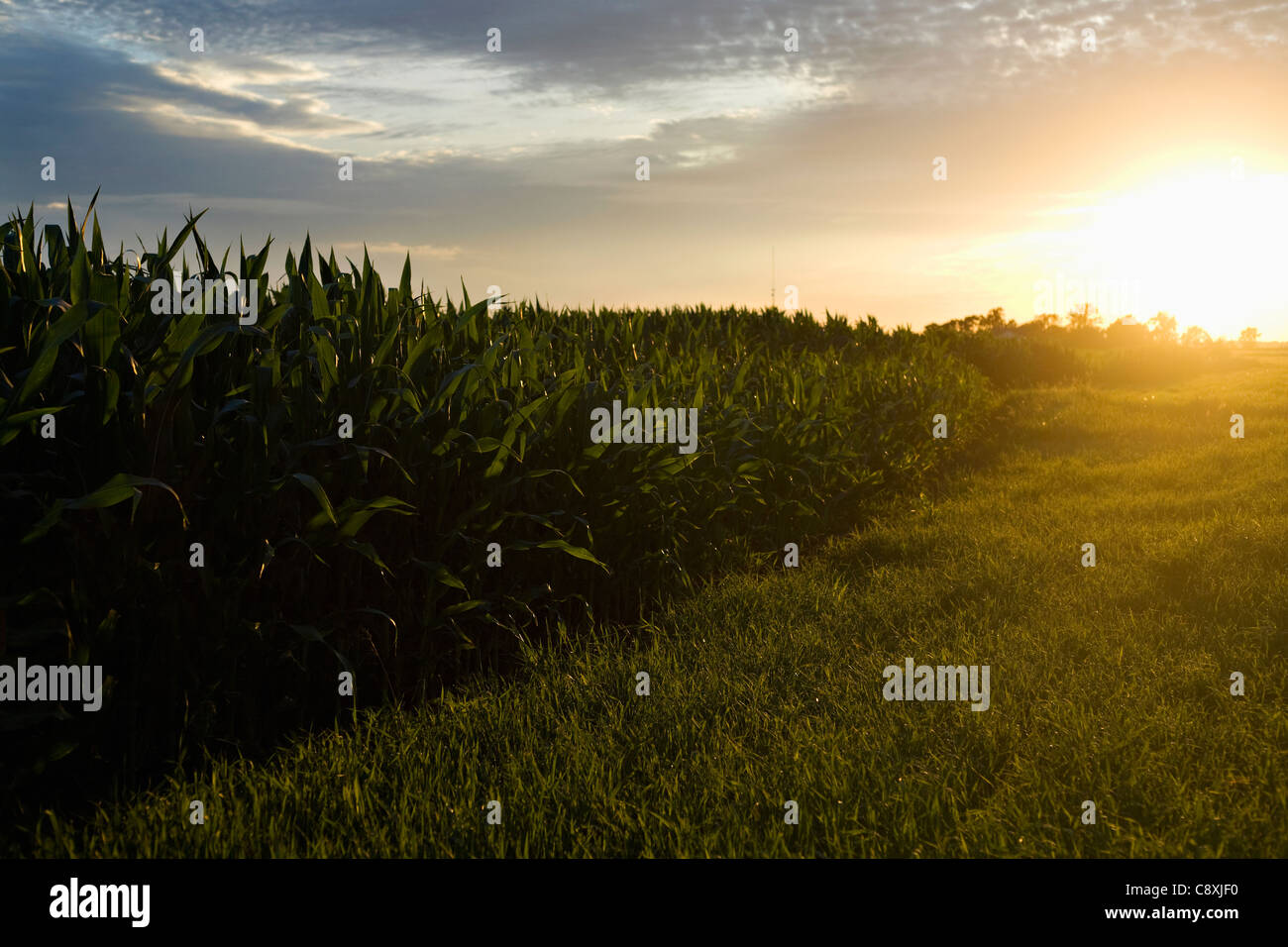 Cornfield illinois hi-res stock photography and images - Alamy
