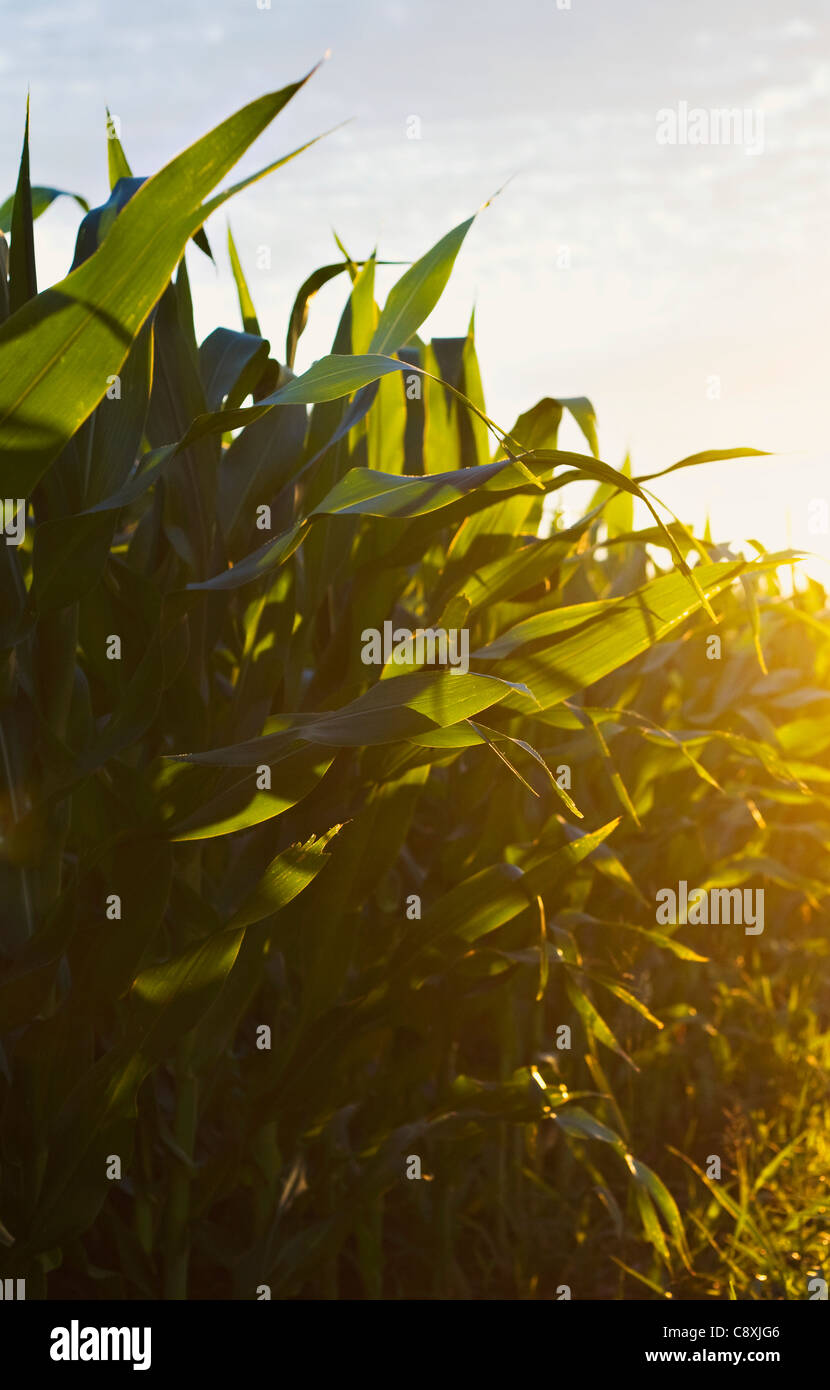 Corn fields illinois hi-res stock photography and images - Alamy