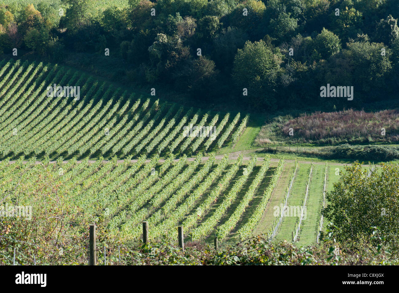 Vine training systems hi-res stock photography and images - Alamy