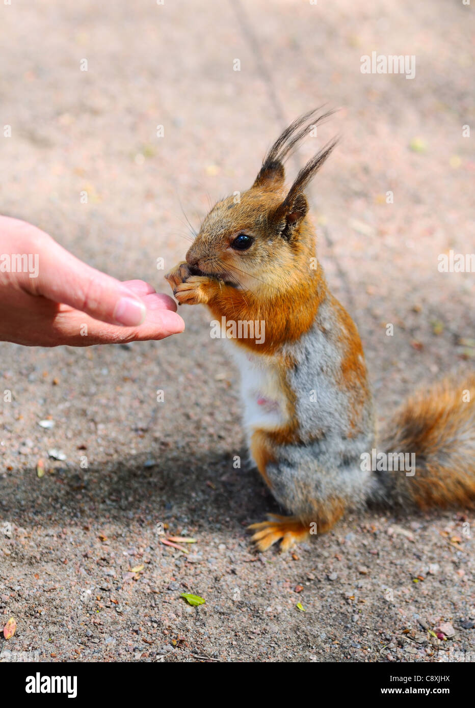 Help the weak - the human hand and Squirrel Stock Photo - Alamy
