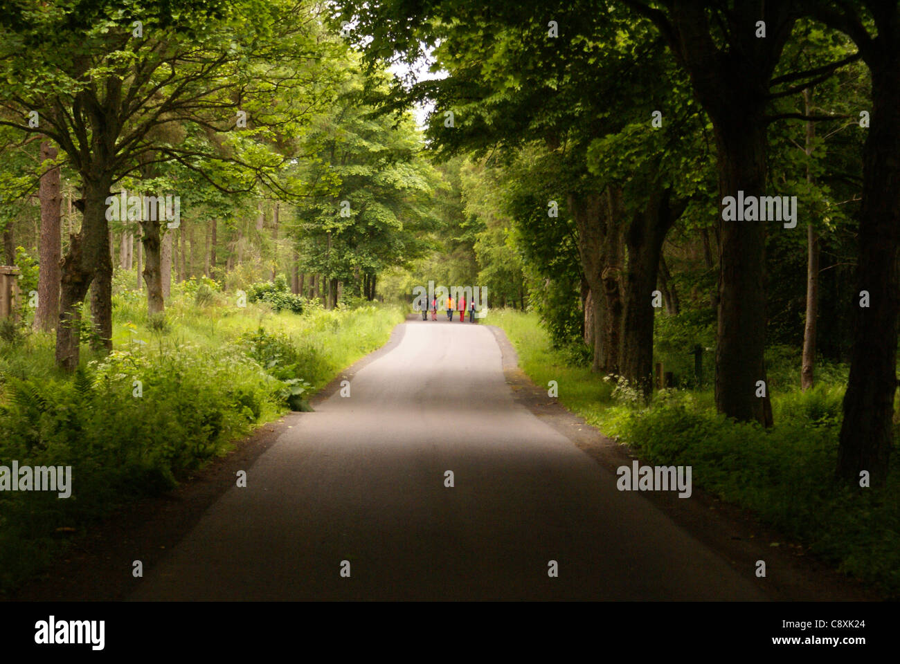 Tentsmuir Forest Fife Scotland Stock Photo - Alamy