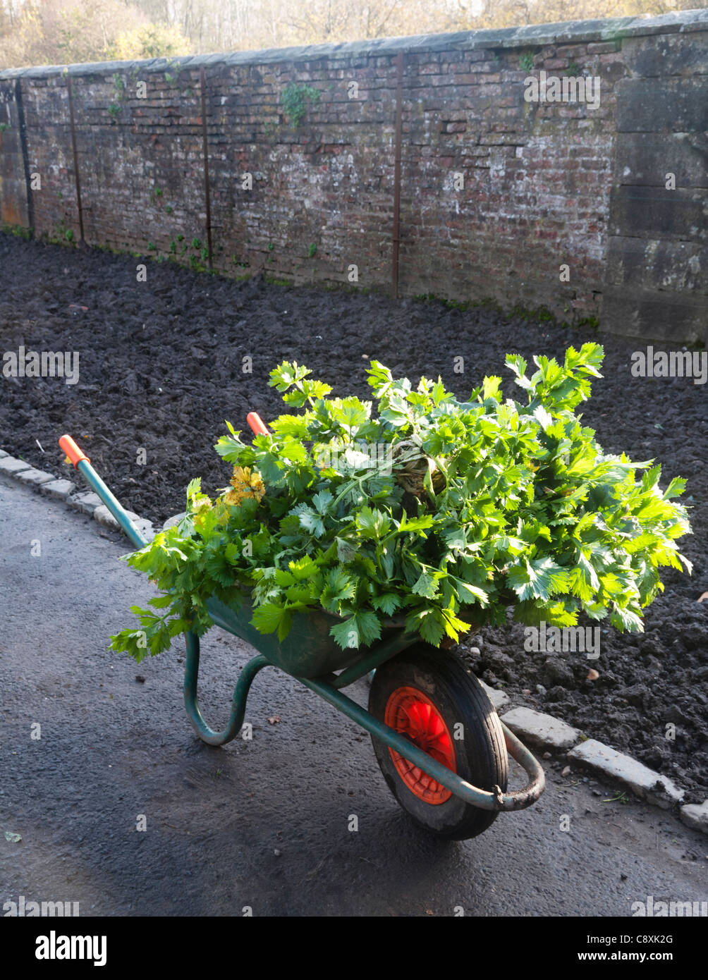 A garden wheelbarrow full of plants taken out of a border, Autumn Stock ...