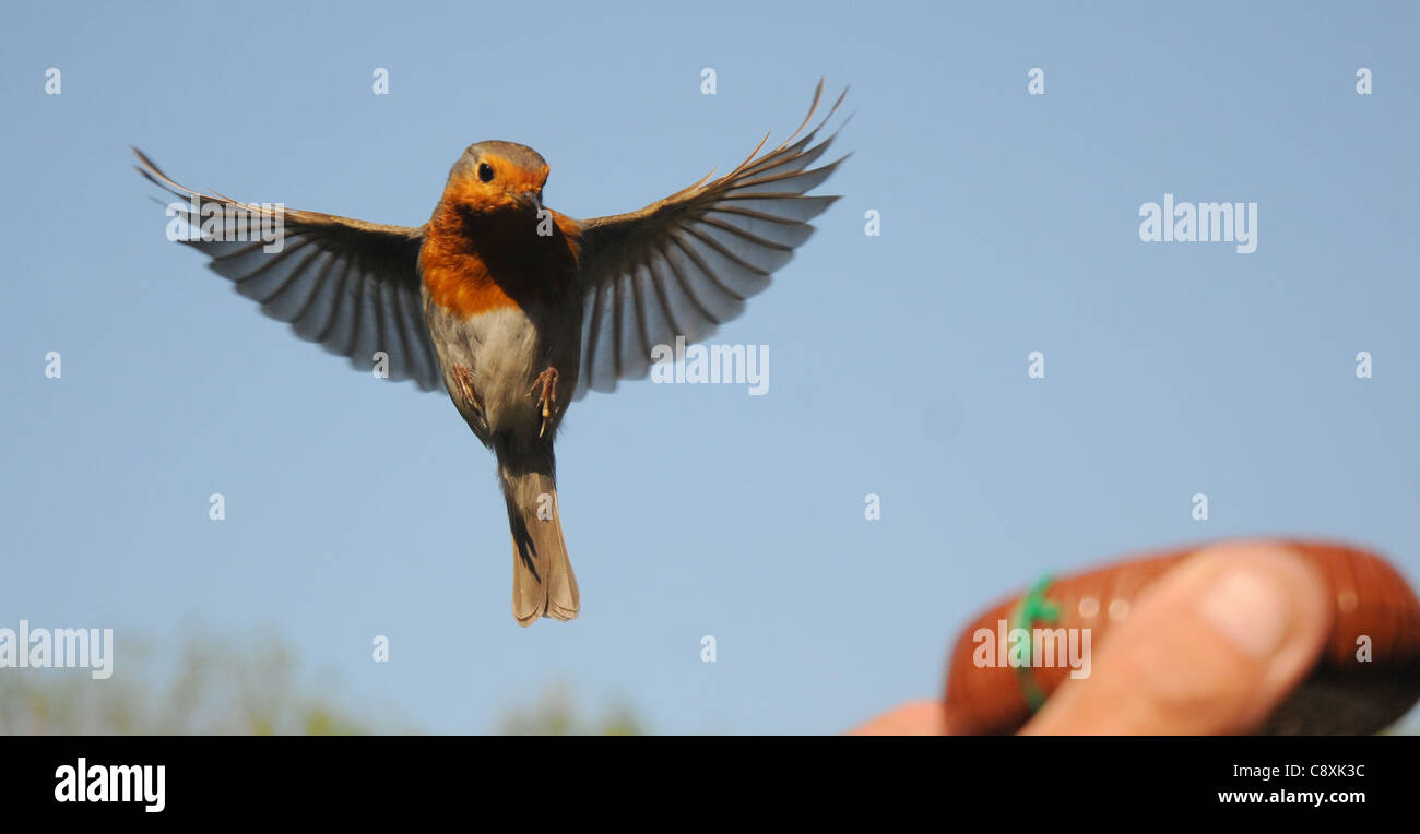 Robin hand feeding hi-res stock photography and images - Alamy