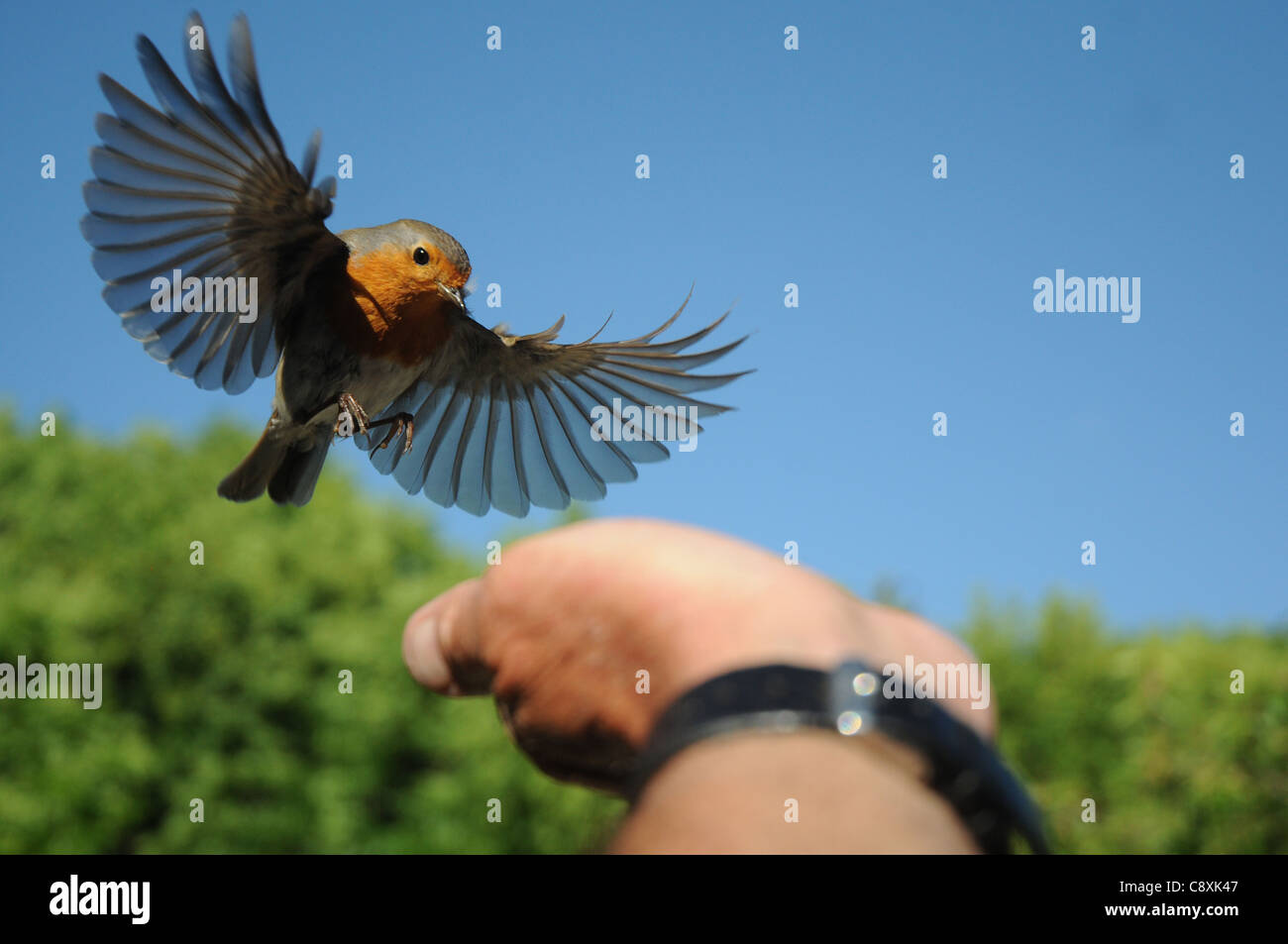 Robin hand feeding hi-res stock photography and images - Alamy