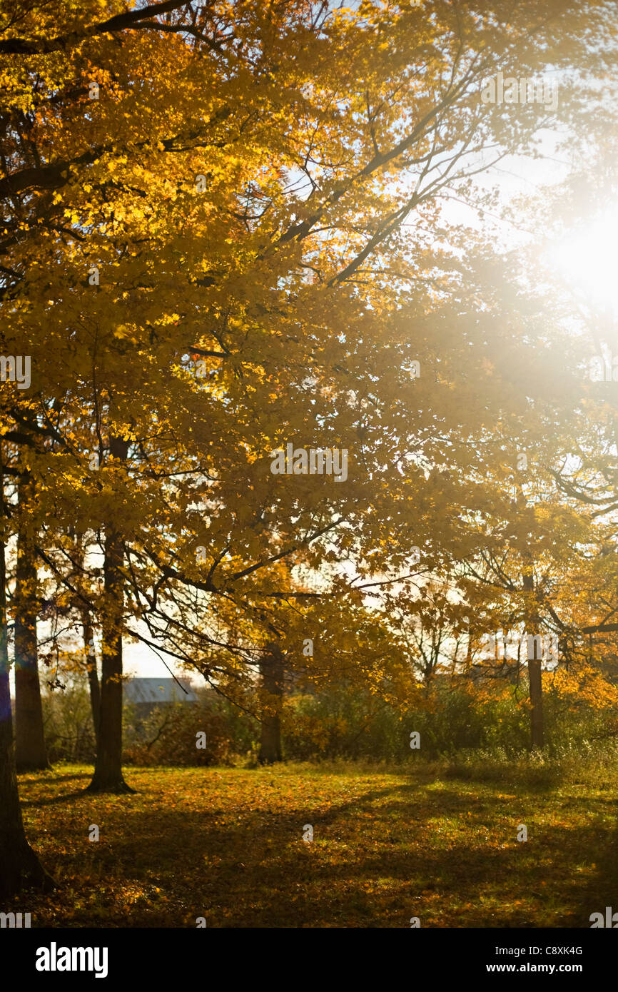 USA, Illinois, Washington, Trees in Autumn colors in park Stock Photo ...