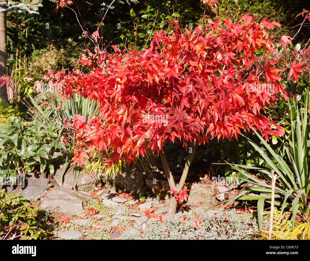 Flaming Red Maple Trees High Resolution Stock Photography and Images ...