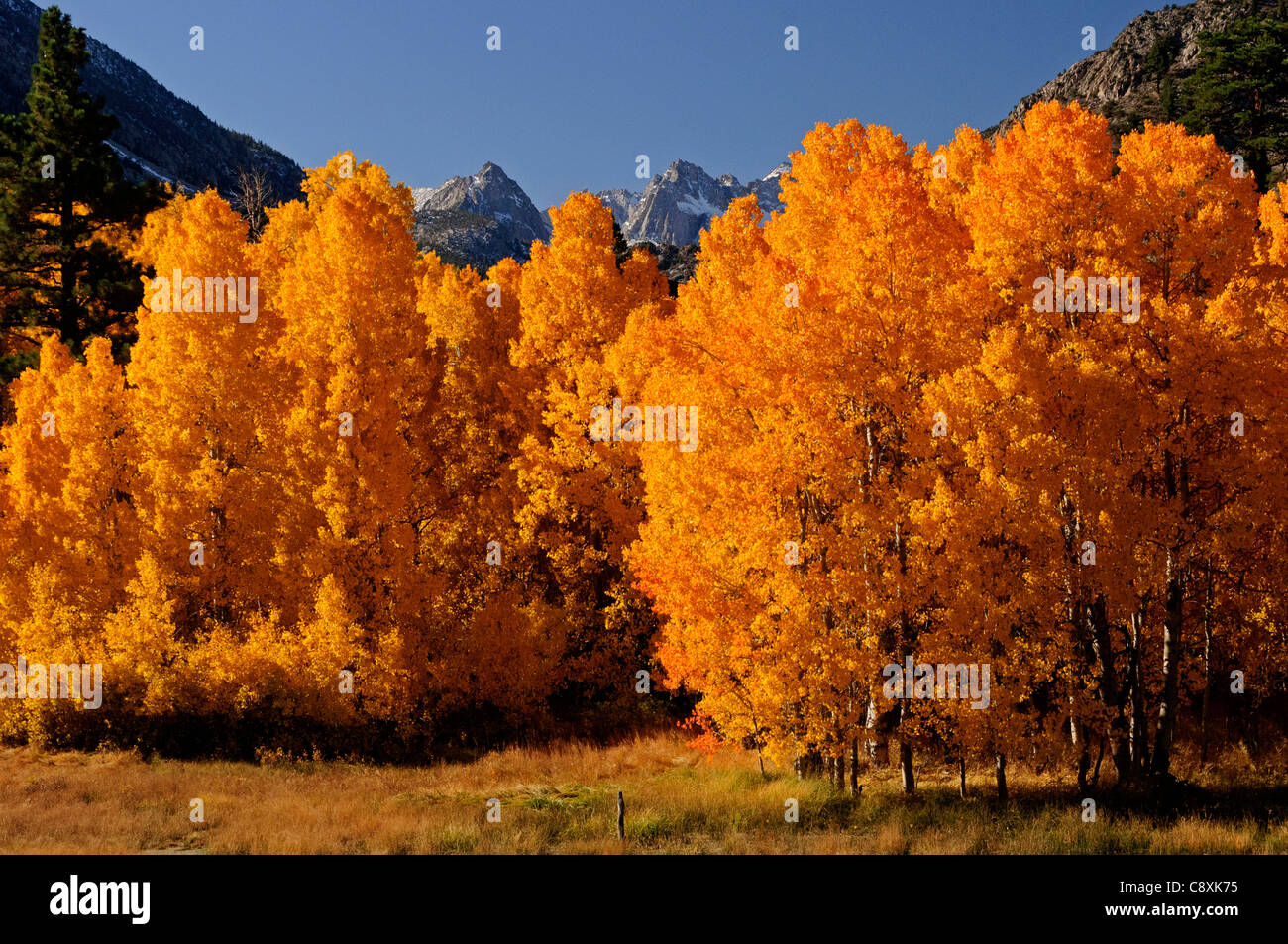 California Fall Color in the Eastern Sierra Stock Photo - Alamy