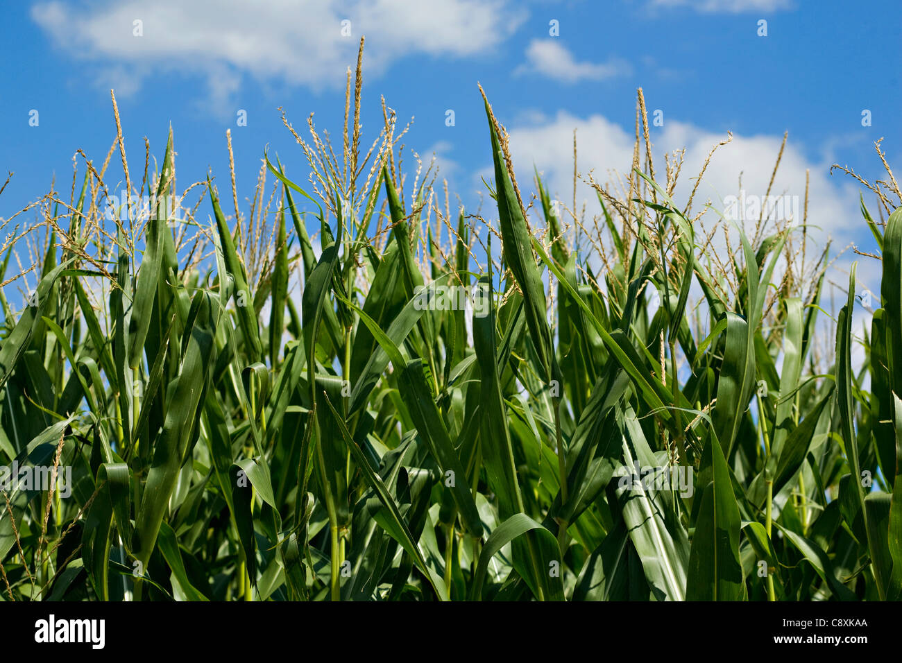Illinois corn field hi-res stock photography and images - Alamy
