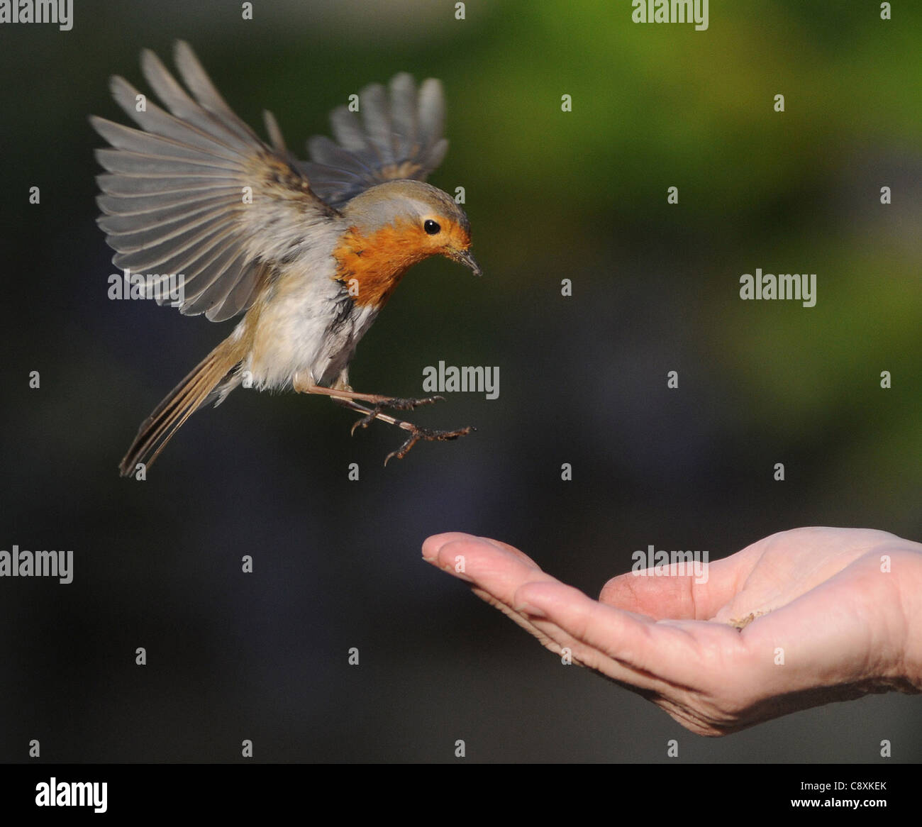 Robin flying hi-res stock photography and images - Alamy