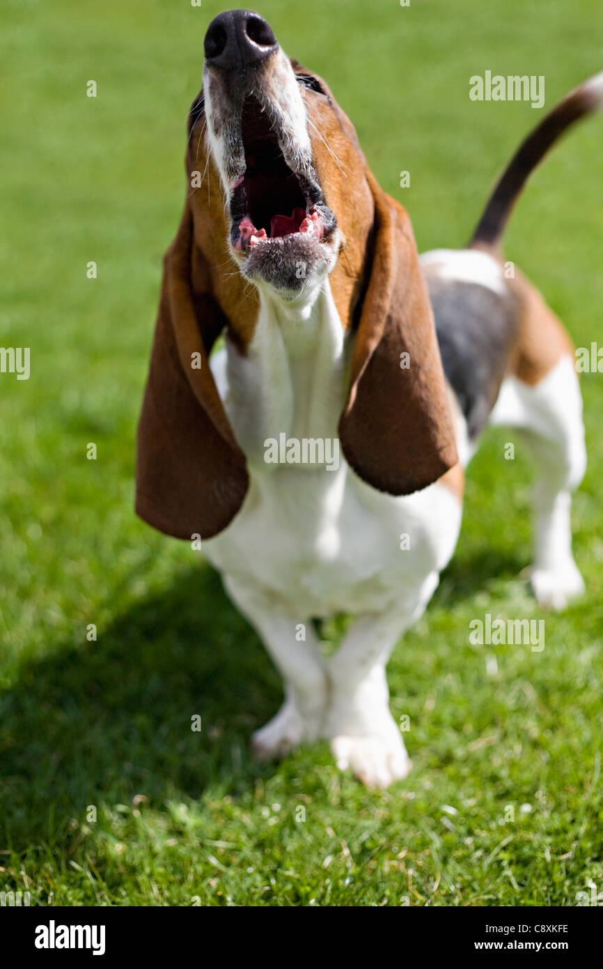 Bassett hound dog hi-res stock photography and images - Alamy