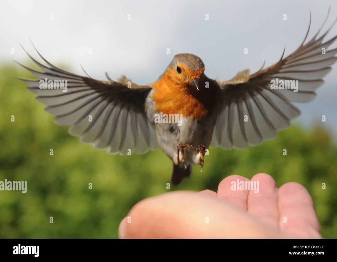 Robin hand feeding hi-res stock photography and images - Alamy