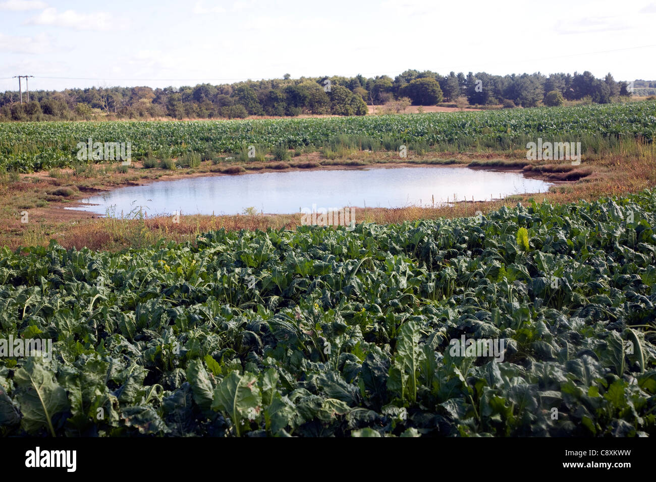 Water storage pond hi-res stock photography and images - Alamy