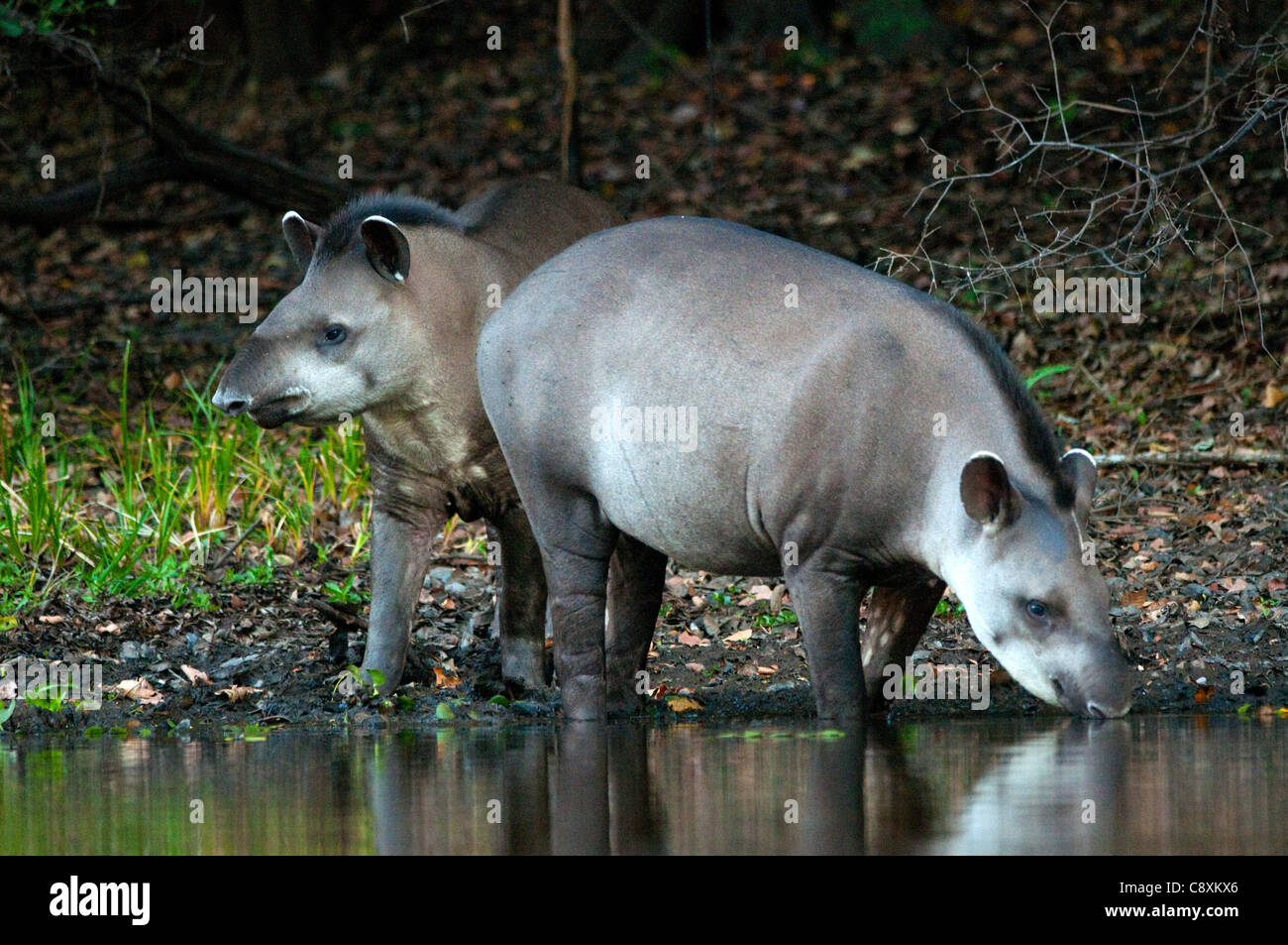 Amazonian tapir hi-res stock photography and images - Alamy