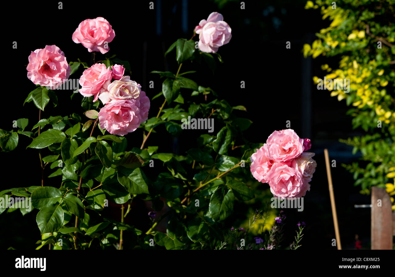 Pink rose bush, London, England, UK Stock Photo - Alamy