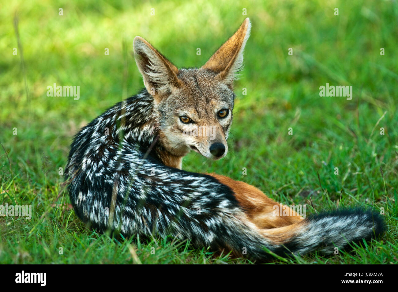 The Jackal High Resolution Stock Photography and Images - Alamy