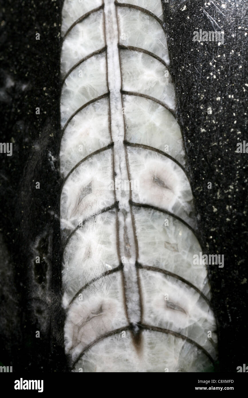 Orthoceras fossil section from the Cretaceous era, in limestone with ...