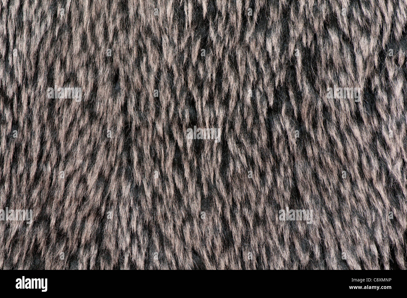 Swine pest hi-res stock photography and images - Alamy