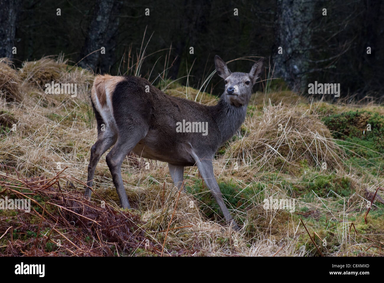 Female hind doe hi-res stock photography and images - Alamy