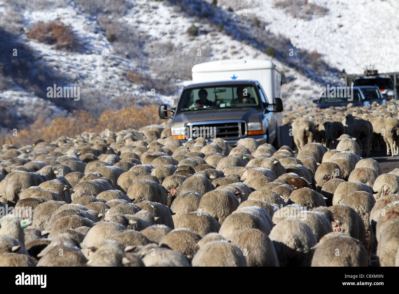 Sheep herd moving across road blocking traffic. On the way to winter ...