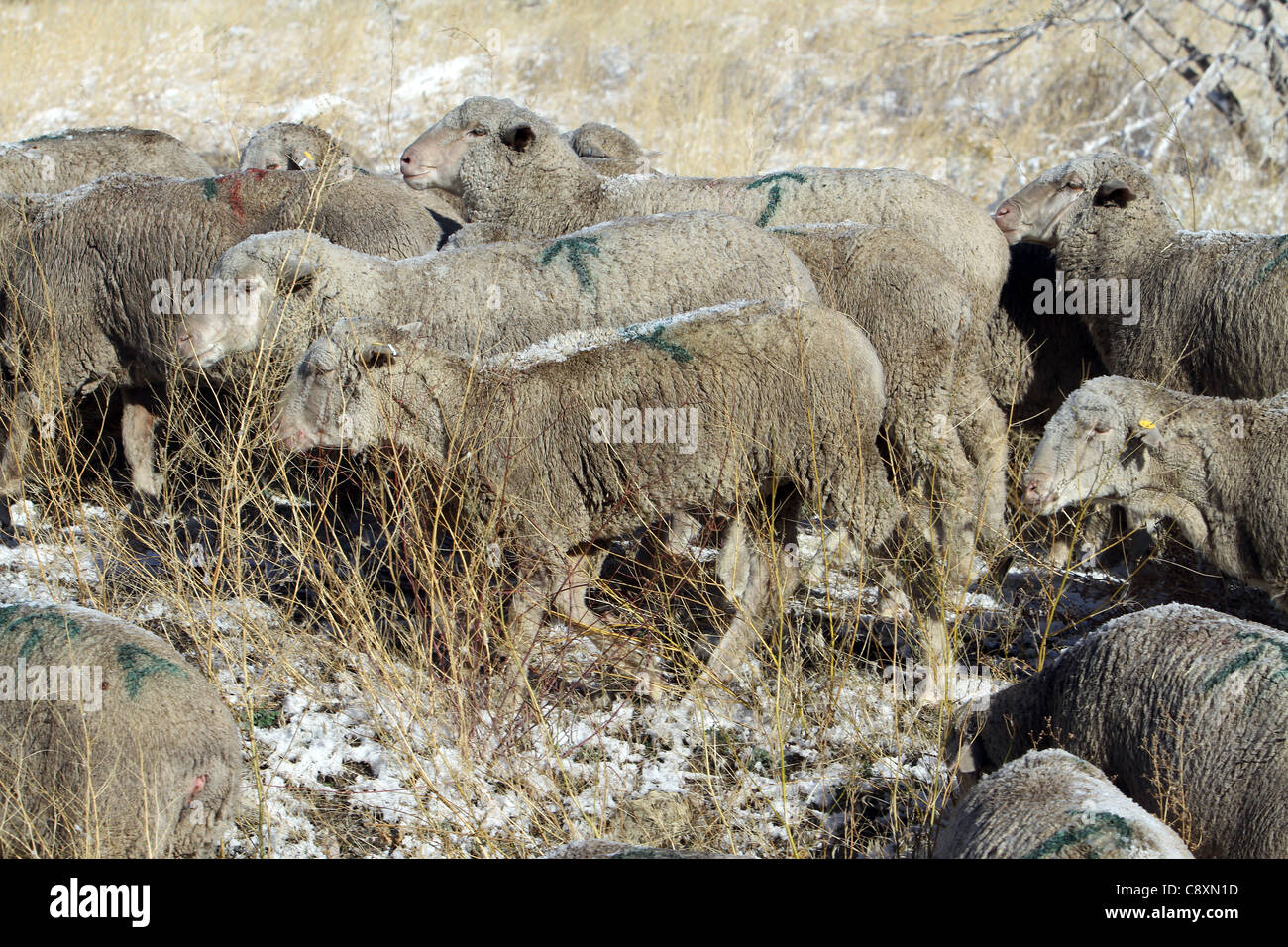 Sheep cold weather hi-res stock photography and images - Alamy