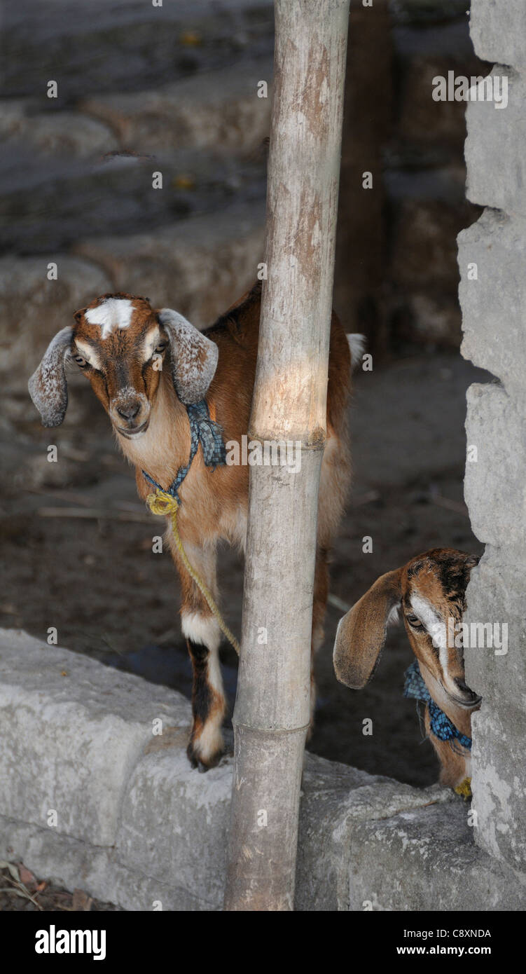 Tethered goats kept by subsidence farmer living alongside canal on the ...