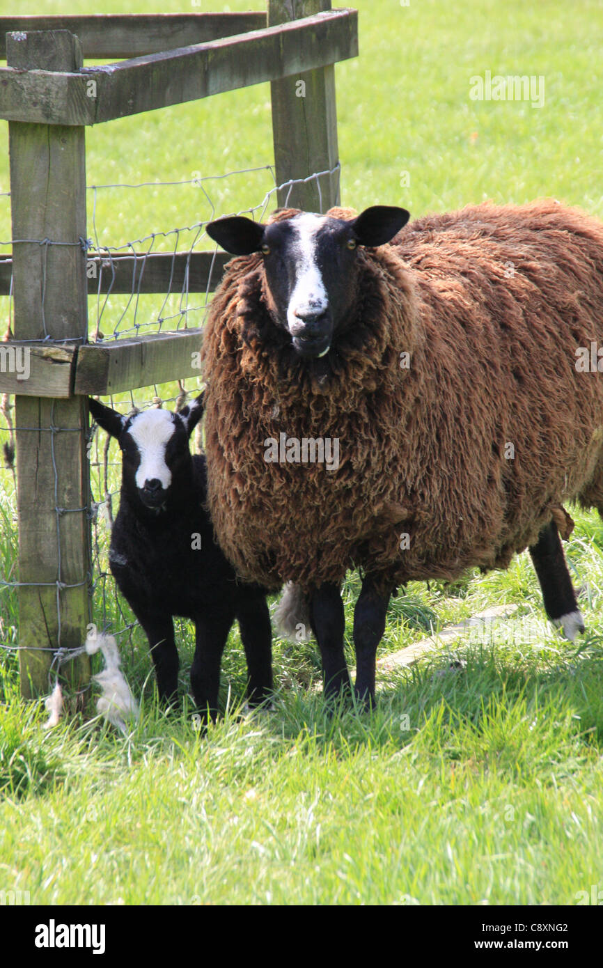Sheep faming hi-res stock photography and images - Alamy